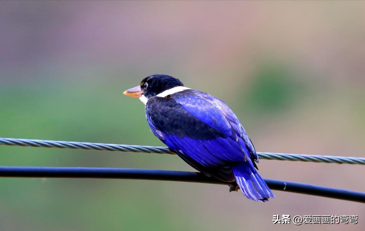 How beautiful is the emerald bird in Li Bai's poem? - iMedia