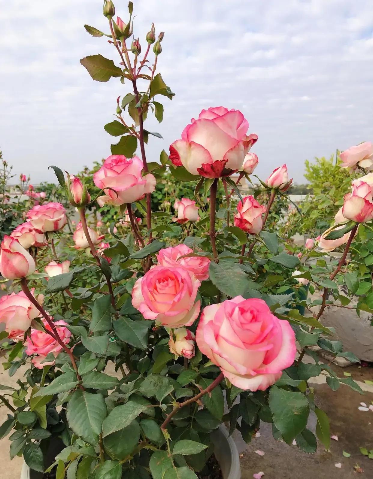 Slim Jumelia Rose - iNEWS