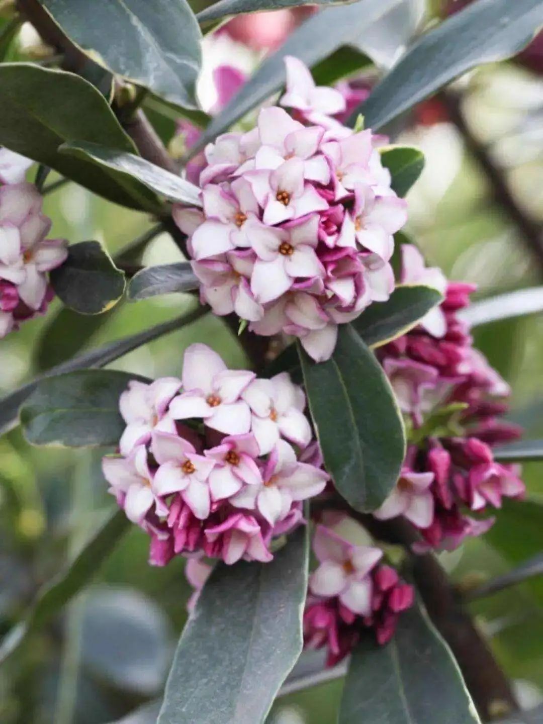 Finding the truth about Ruixiang's leaves - iNEWS
