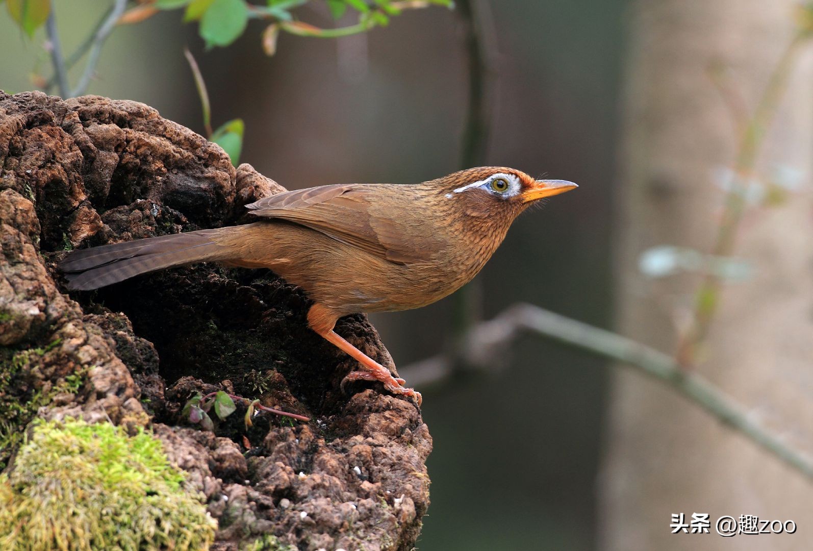 How many of China's top ten famous birds can you recognize? - iMedia