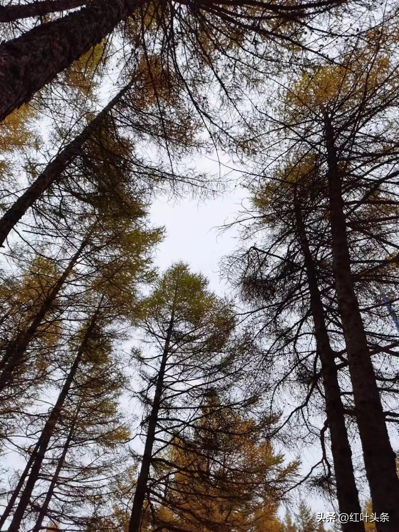 The eleven poems of Zheng Hao Yuefu - iNEWS