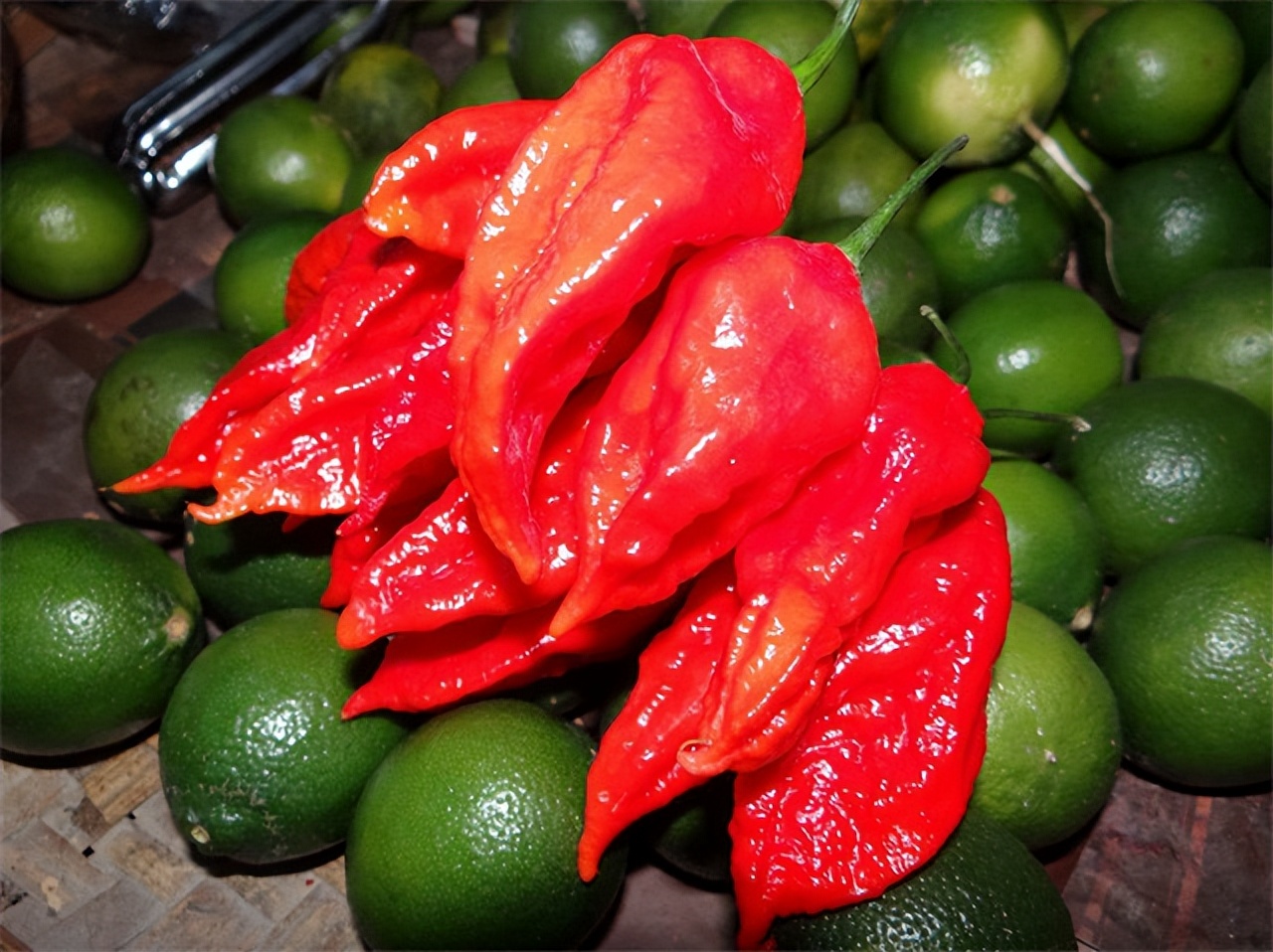How scary is the world's hottest chili?Indian devil peppers are all ...