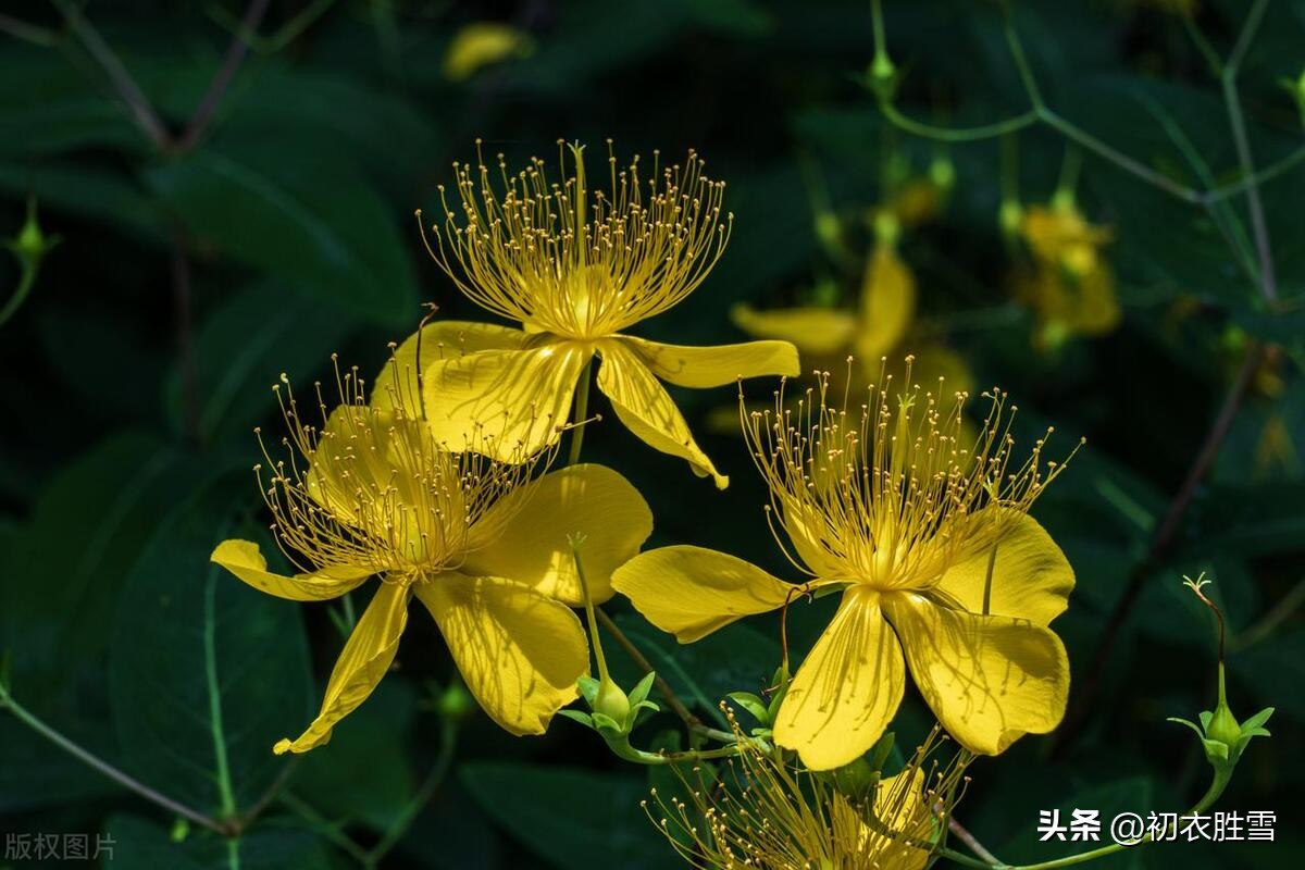 Appreciation of Six Poems of Summer Flower Hypericum: My favorite green ...