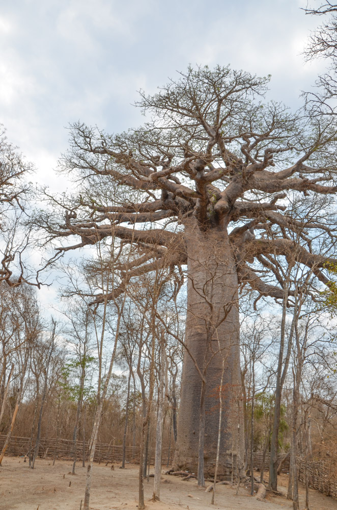The African artifact is a strange "upside down tree", which is huge and ...