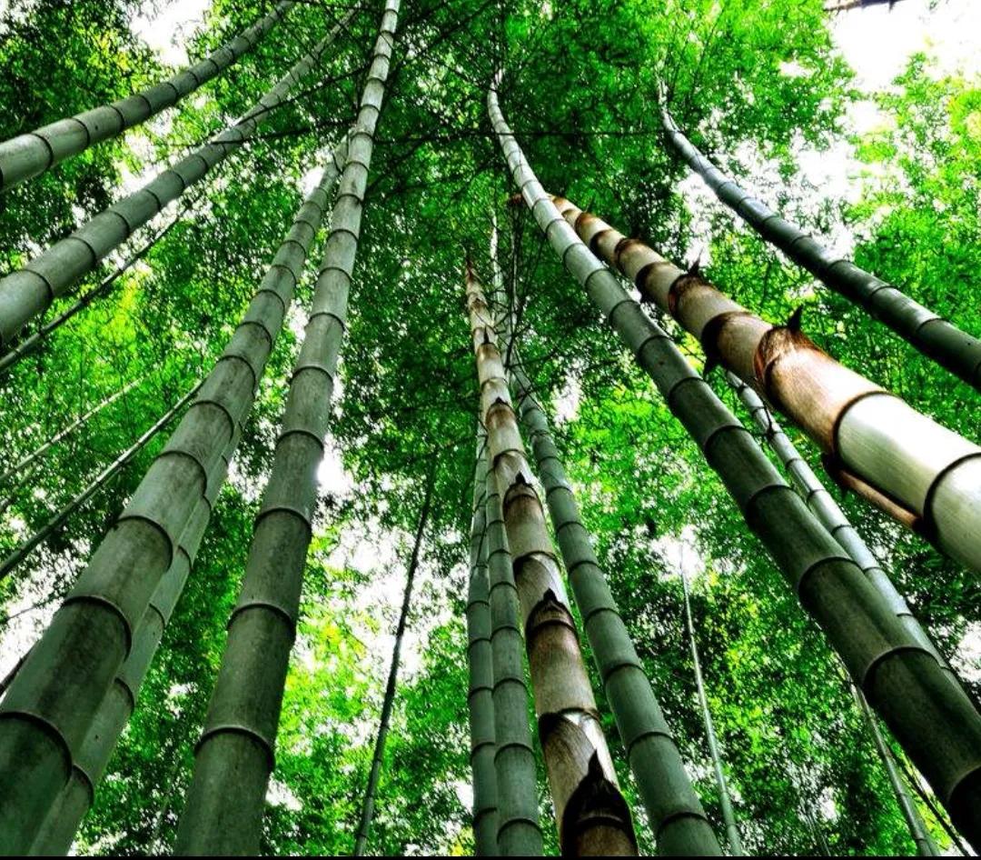 Bamboo (two songs) - iNEWS