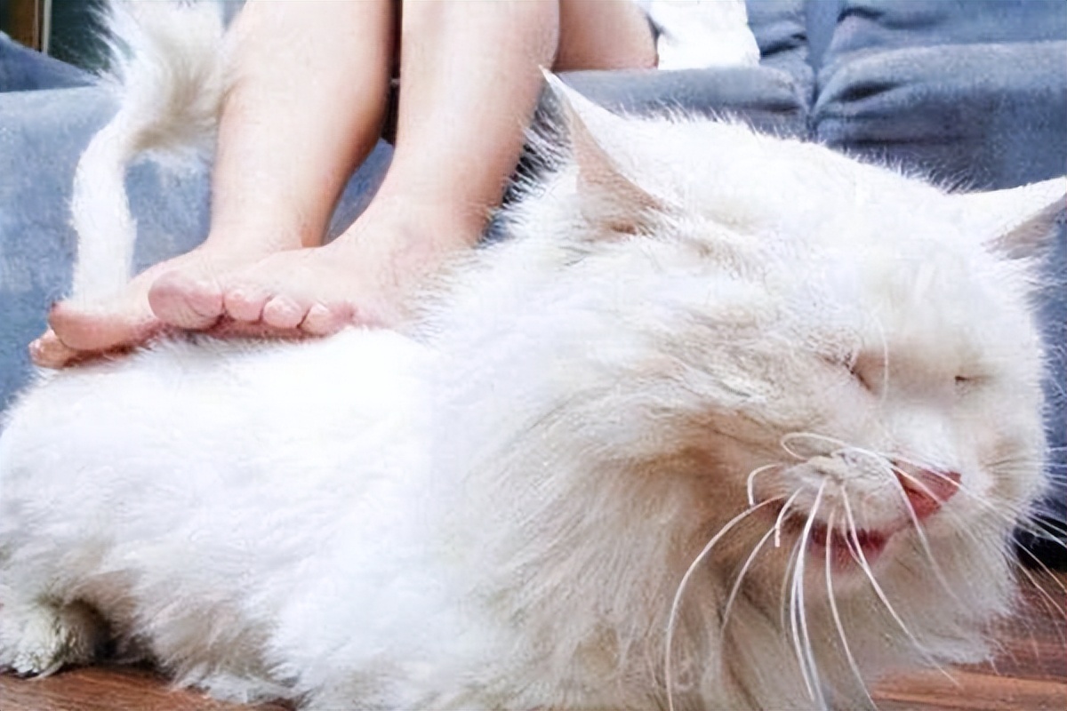 These 5 structures of cats can be called emotional "lubricant", the ...