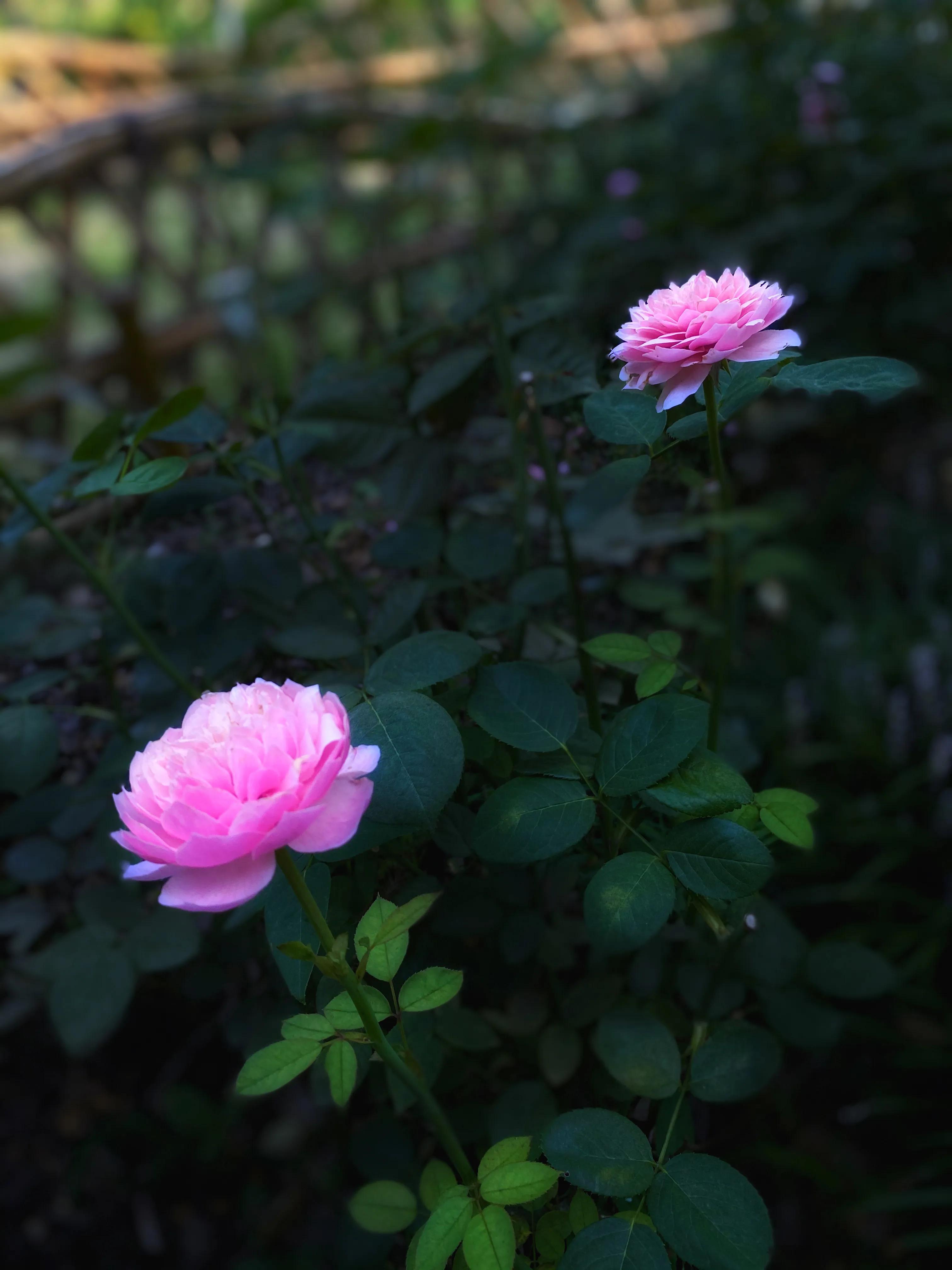 Rhyme ancient style - iMedia