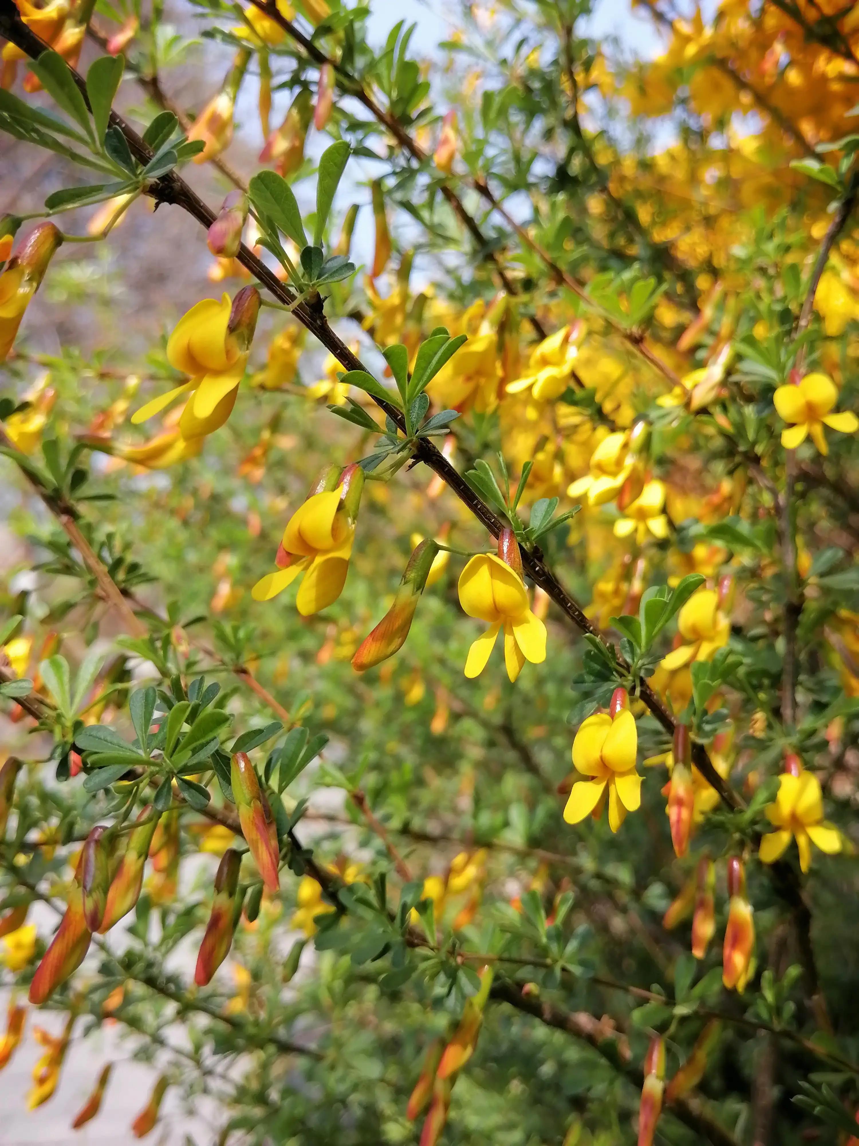 The golden gorse is the most charming! - iNEWS