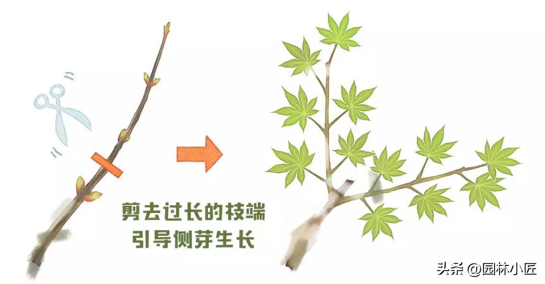 How are maple trees pruned in the garden? - iNEWS
