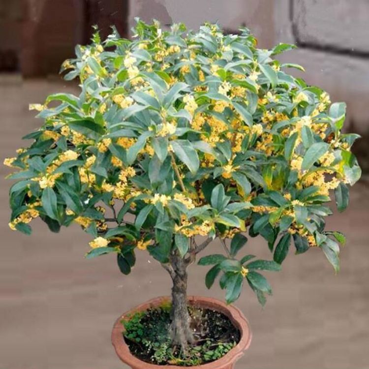 Four seasons osmanthus is planted at home, the flower fragrance is ...