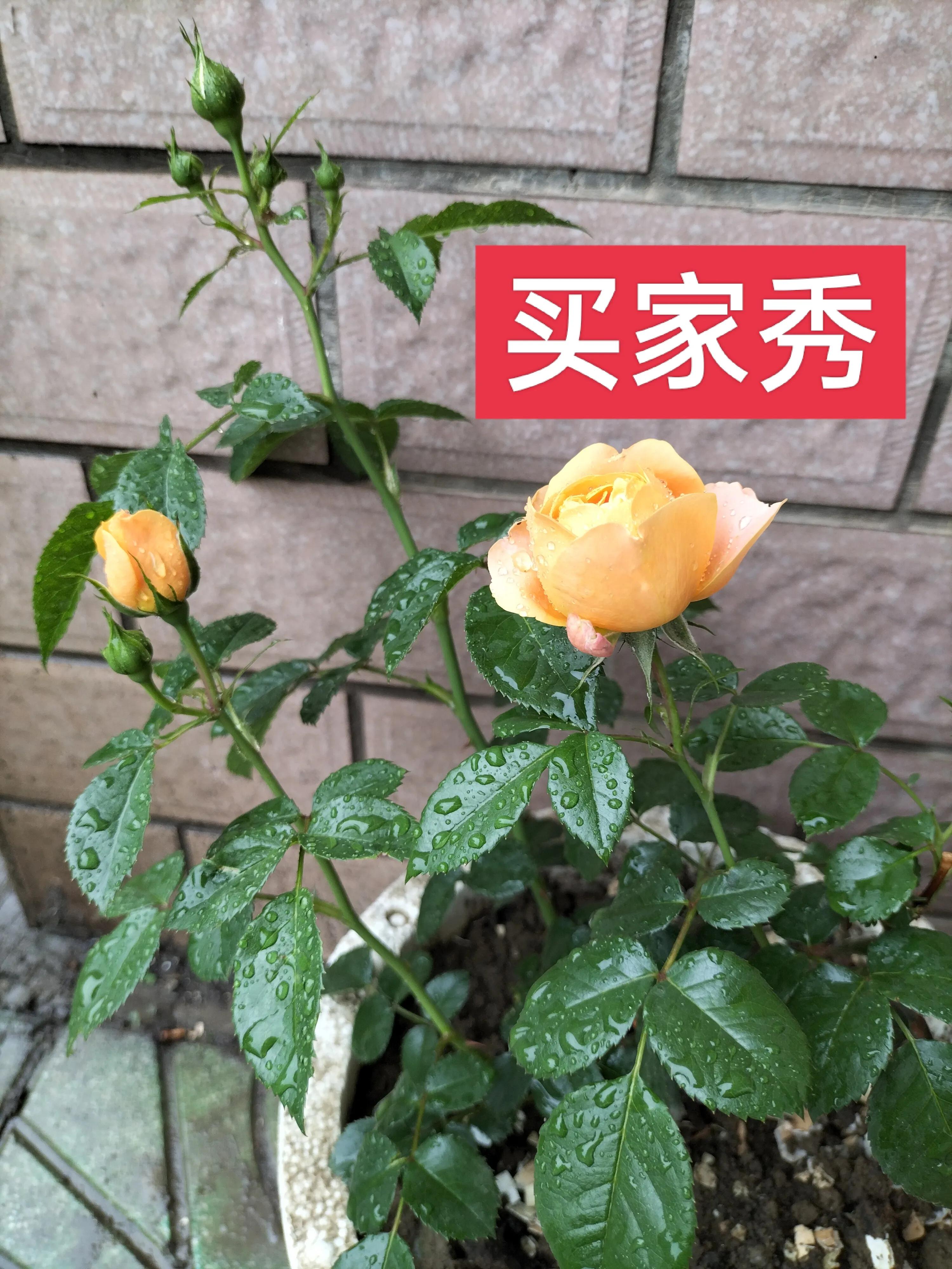 Pinxixi buyer show and seller show - iNEWS