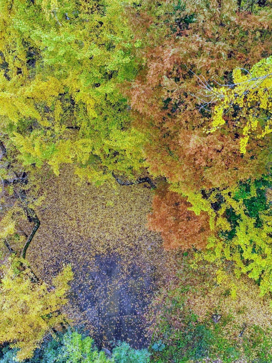 Hiking in the Ginkgo Forest in Chengdu, it's so beautiful - iNEWS
