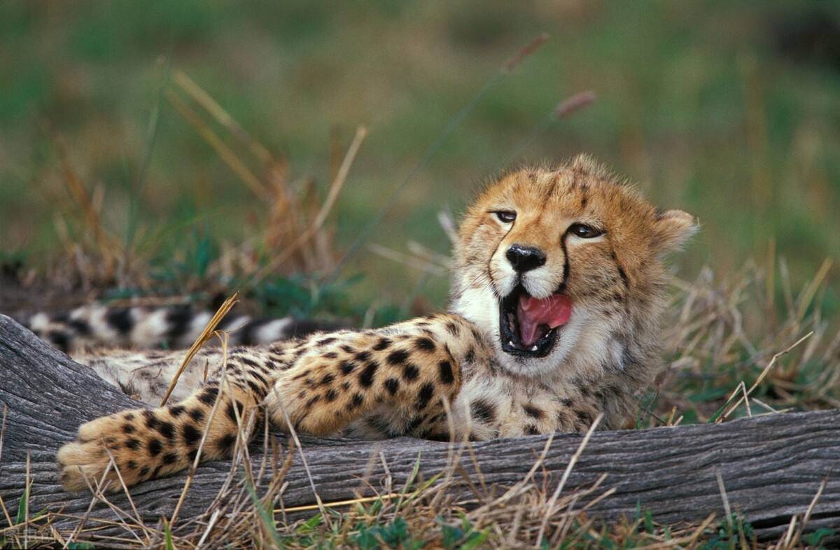 Gray wolf vs cheetah, who is more powerful? - iNEWS