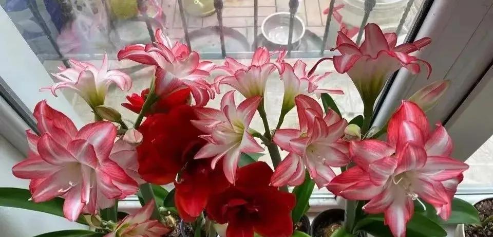 There are 4 kinds of things in the flower pot, one pot is alive and the ...