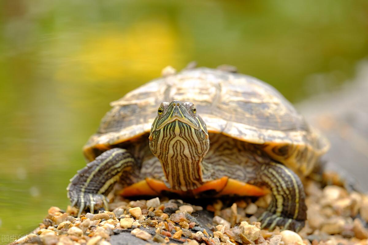 Breathing from your butt? "Teenage Mutant Ninja Turtles" can live ...