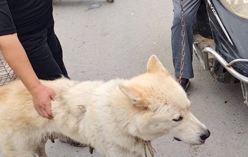 2000 or 3000 dogs were sold to 700 dog dealers. Seeing the sad look of ...