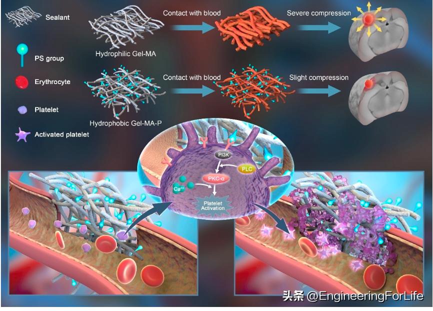 用於快速止血和組織再生的GelMA水凝膠，《AHM》+1 - 資訊咖