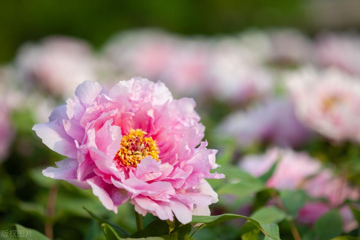 5 kinds of round-leaved plants, easy maintenance and good meaning, do ...