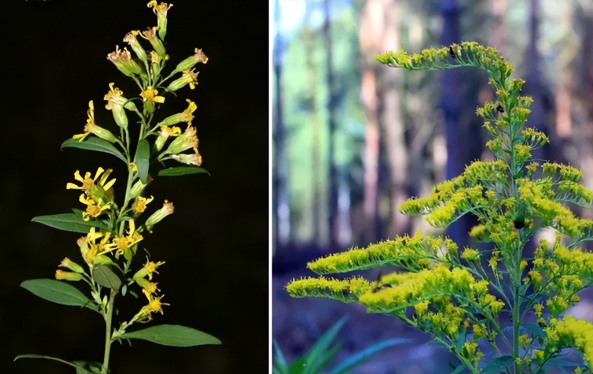 Take you to identify a goldenrod - iNEWS