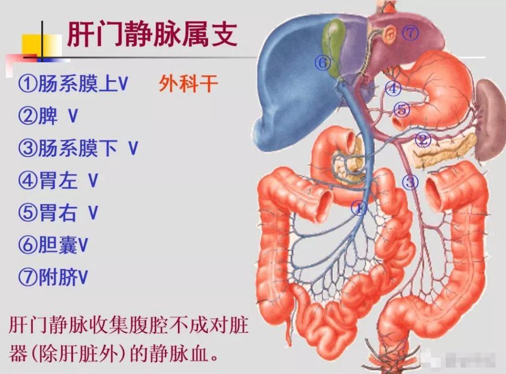 To treat the liver, first treat the large intestine! Share a ...
