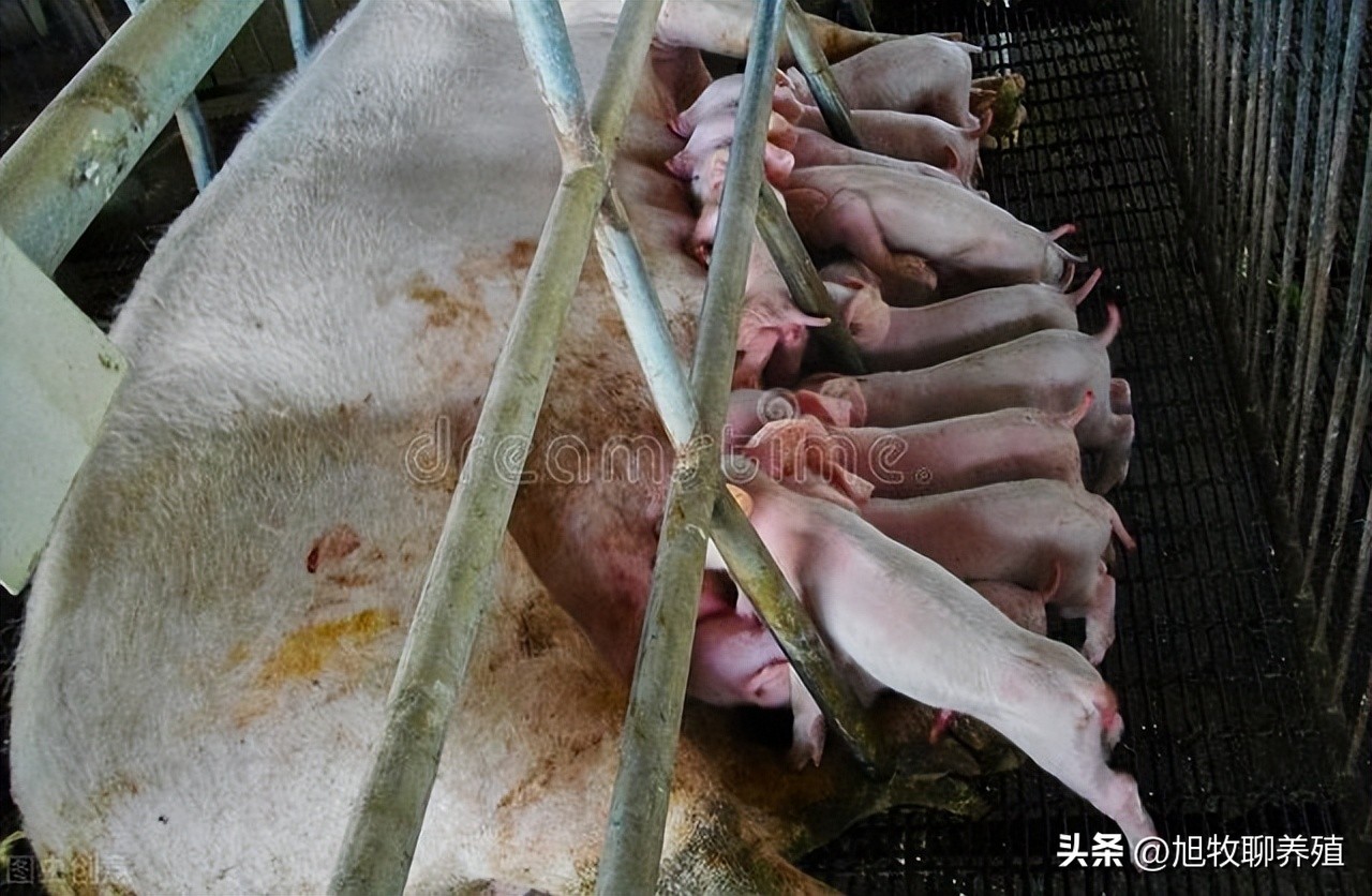 Learn these three tricks after the sow gives birth to ensure that your ...