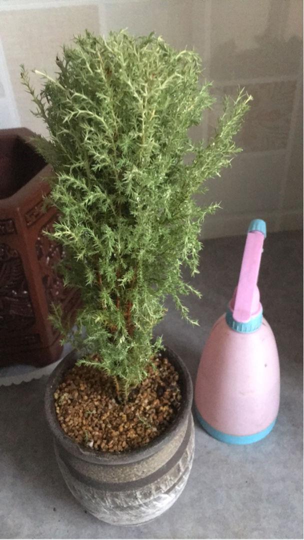 The small fragrant pine with lemon flavor is refreshing and pleasant at ...