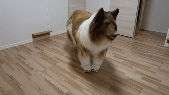 Tired of being human, Japanese man spent 2 million to turn himself into ...