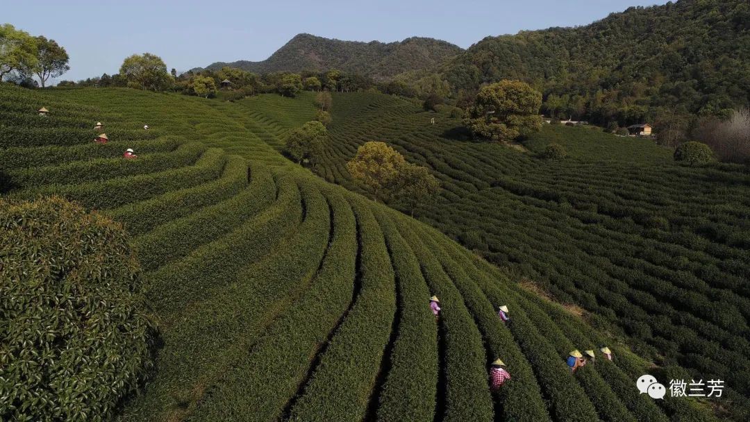 China's top ten tea towns, do you have your hometown? - iMedia
