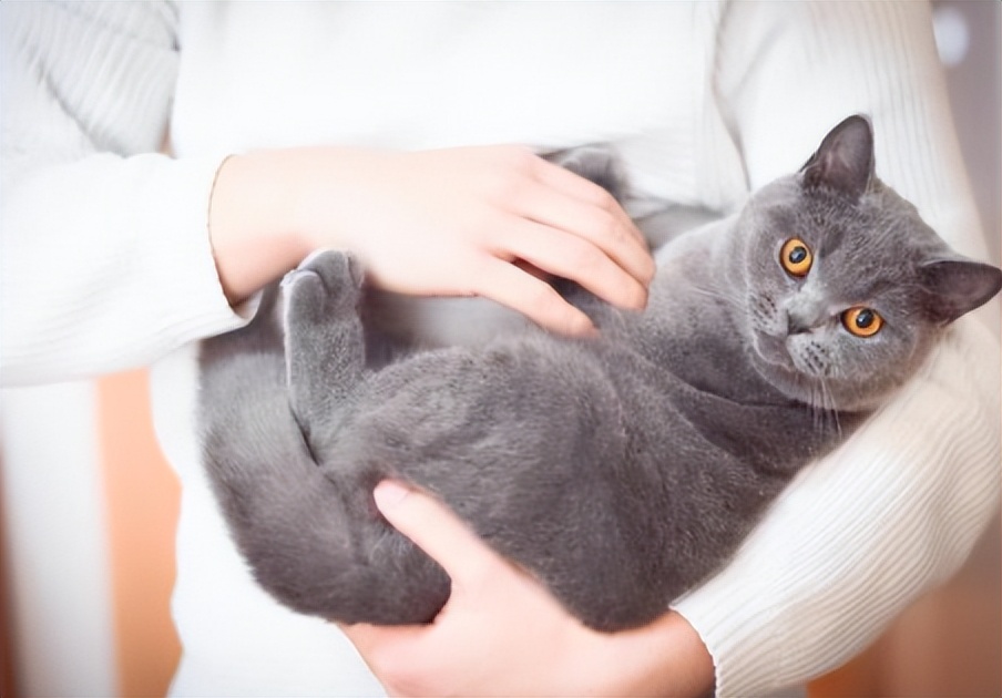 The 7 manifestations of British short cats "recognizing the owner", see ...