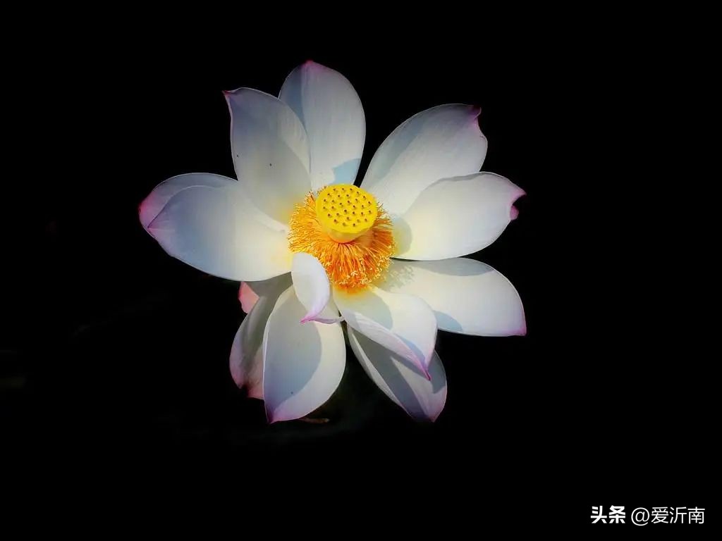 The wind blows the lotus leaves to fill the pool with fragrance, and ...