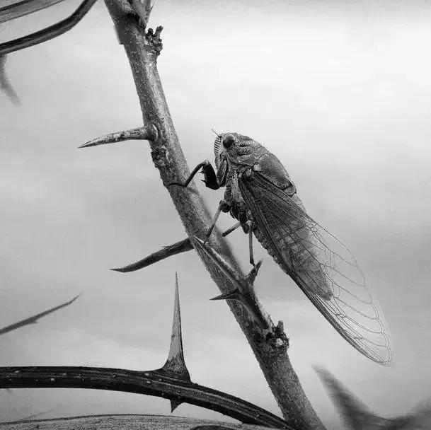 After watching the TV series "Autumn Cicada" - iMedia