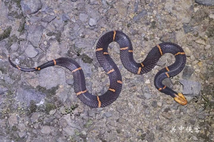 Common snakes in China (under the highly venomous snake) - iMedia
