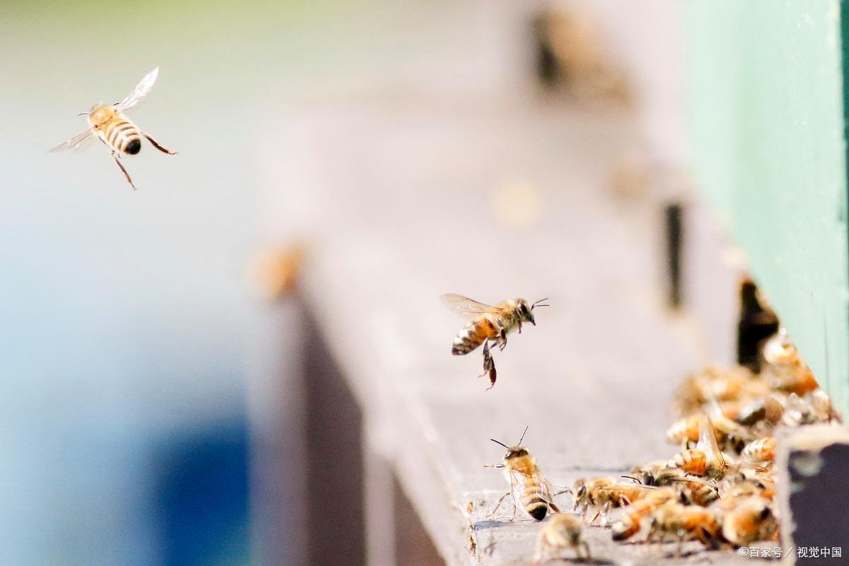 Scientific explanation: Why do bees "turn around and forget the way ...