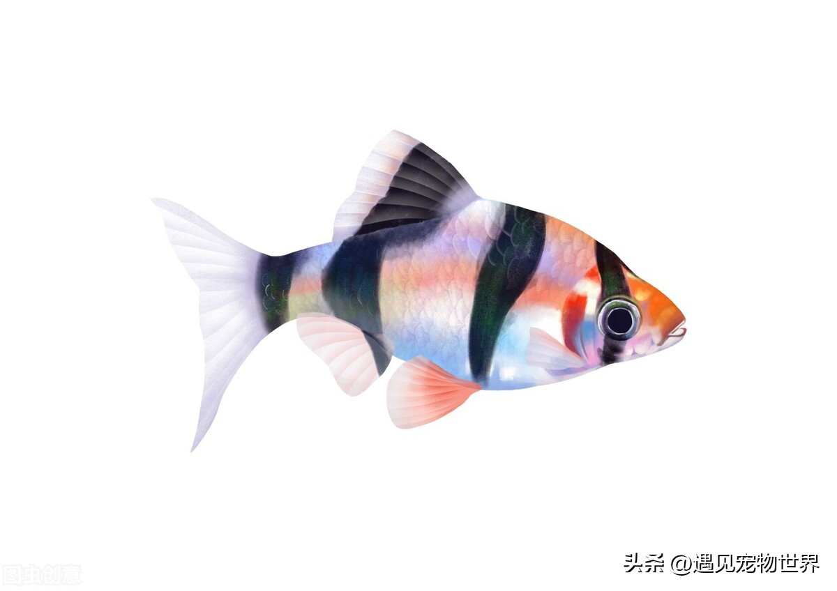 What kind of tropical fish is good to keep? - iNEWS