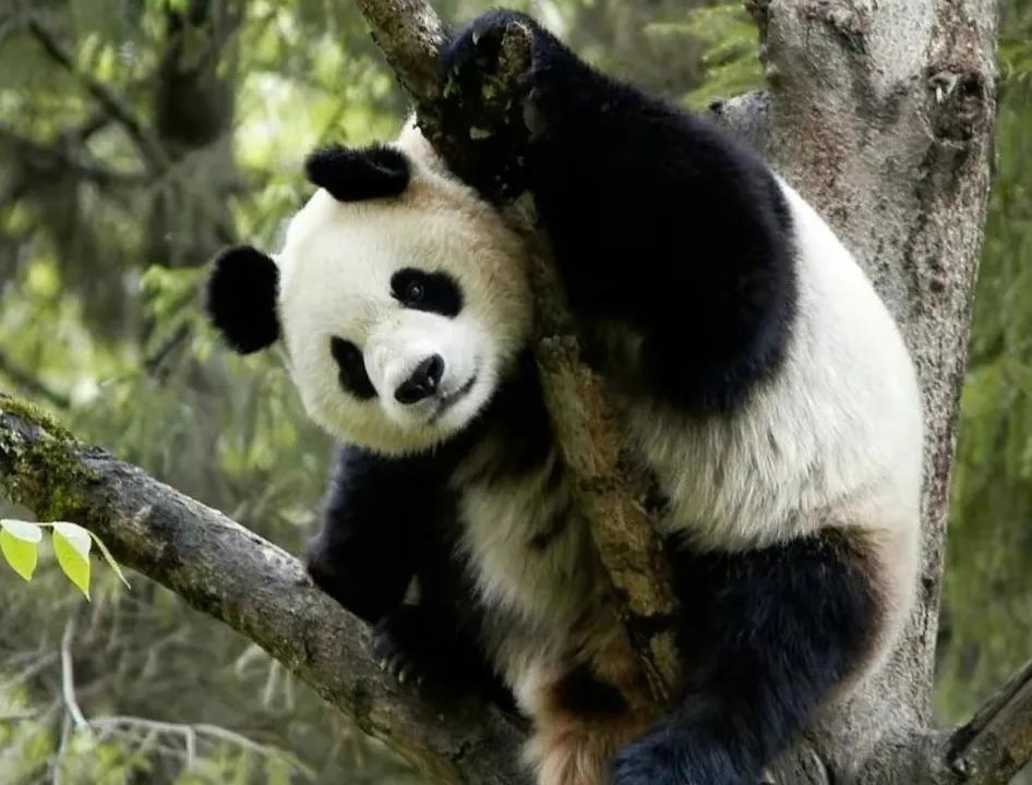A giant panda with both beauty and fighting power——Ximei - iNEWS