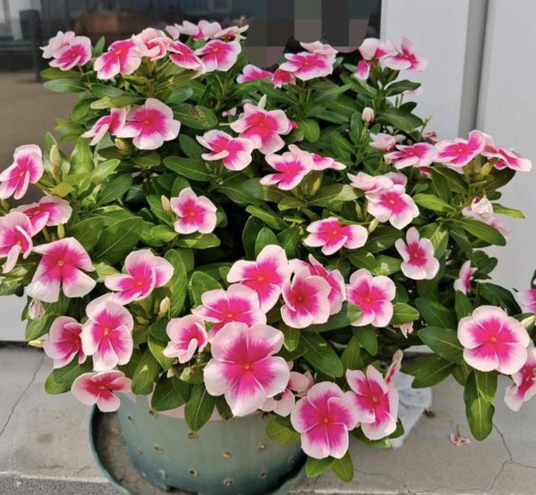 The old gardener raises 4 kinds of flowers, which are "blooming ...