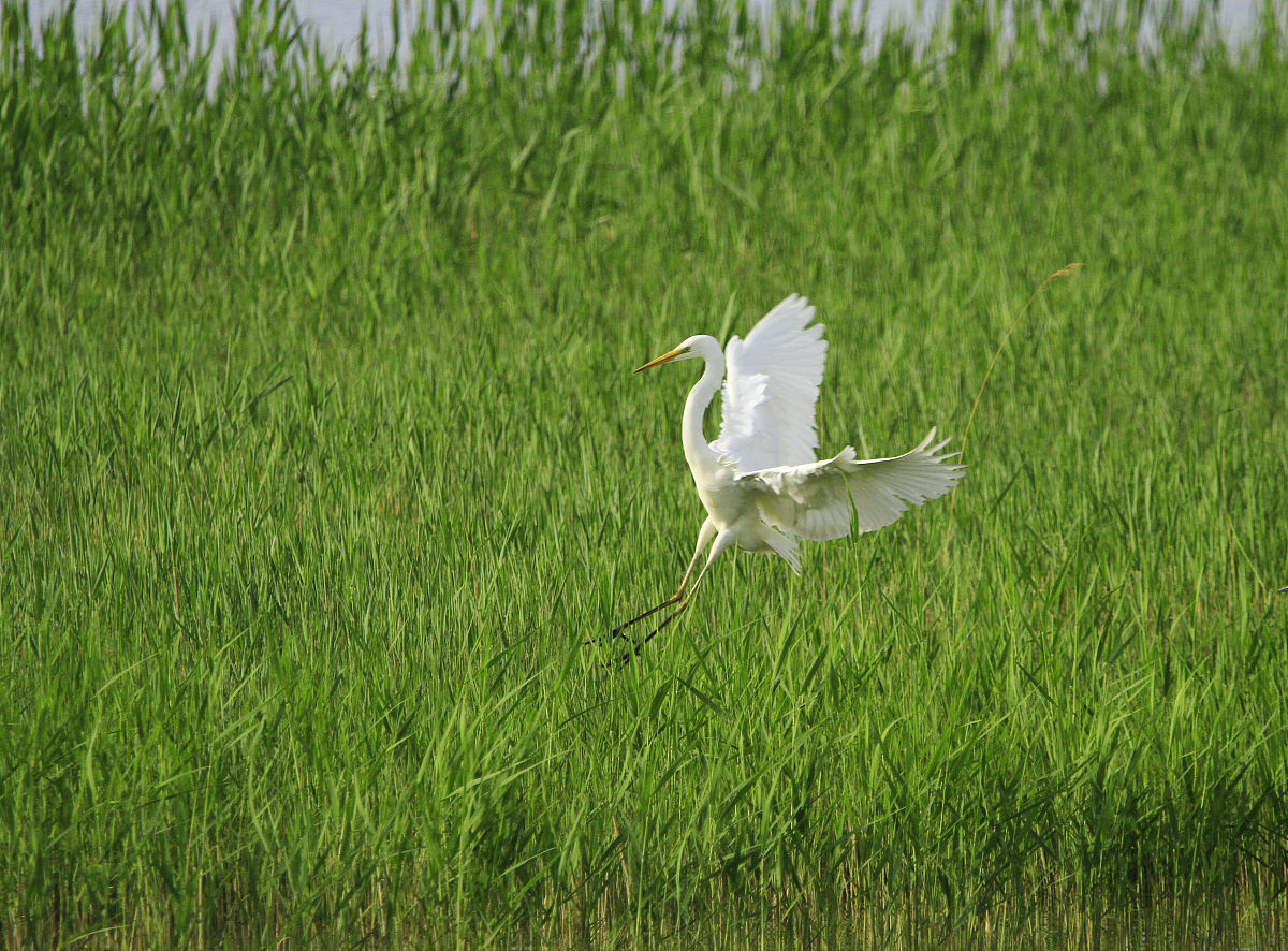 "Prose" has a faint fragrance of green grass, a little bit of longing ...