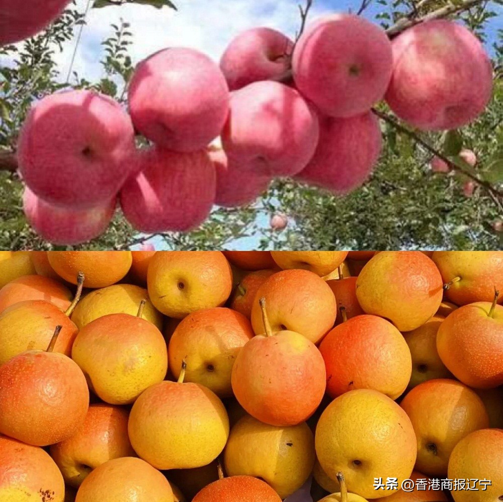 The autumn in Yingkou is sour, sweet and refreshing, delicious and fat, fragrant, sweet and ...