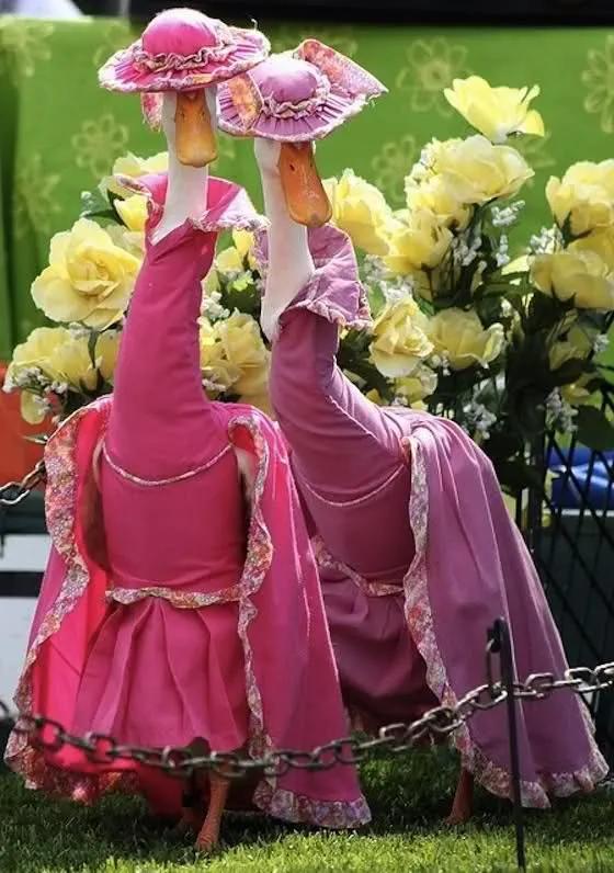 The annual duck fashion show in Sydney, Australia - iNEWS