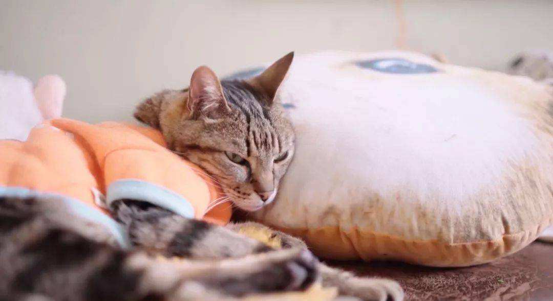 Why does the cat always grab the pillow from the owner? - iNEWS
