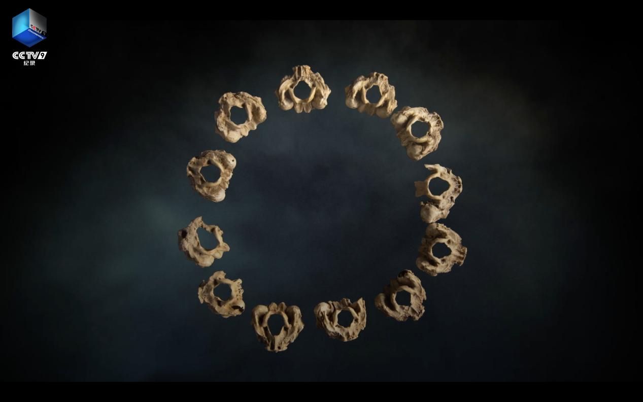 New Year's broadcast!Start [The Wonderful Journey of Adorable Rabbits ...