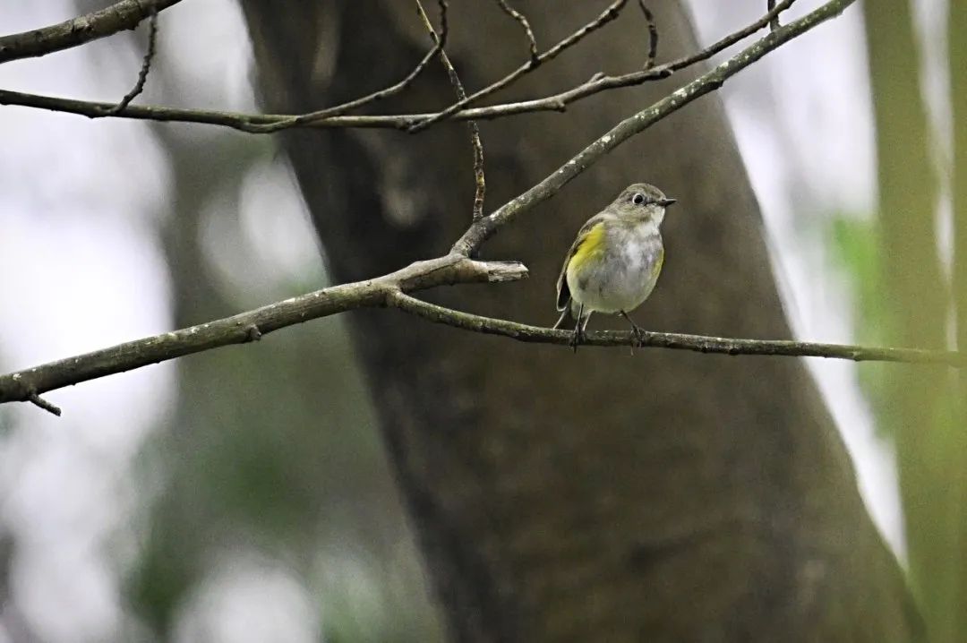 Jinhai Wetland Park - iMedia