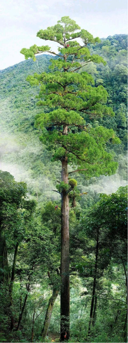 "The King of Trees" changed hands, how was the 76.8-meter Bhutan pine ...