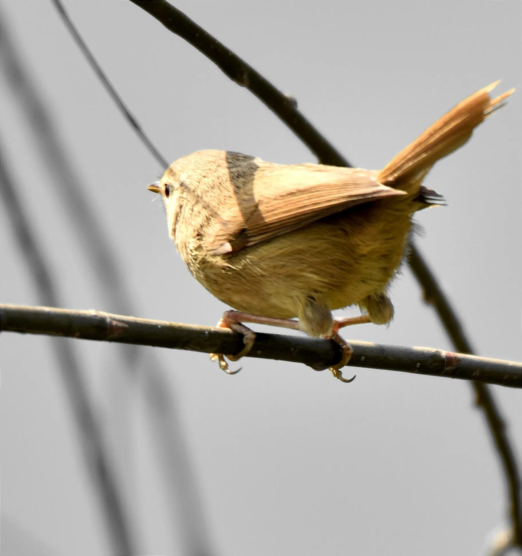 "Qing ~ Ming ~ Drunk" - iNEWS