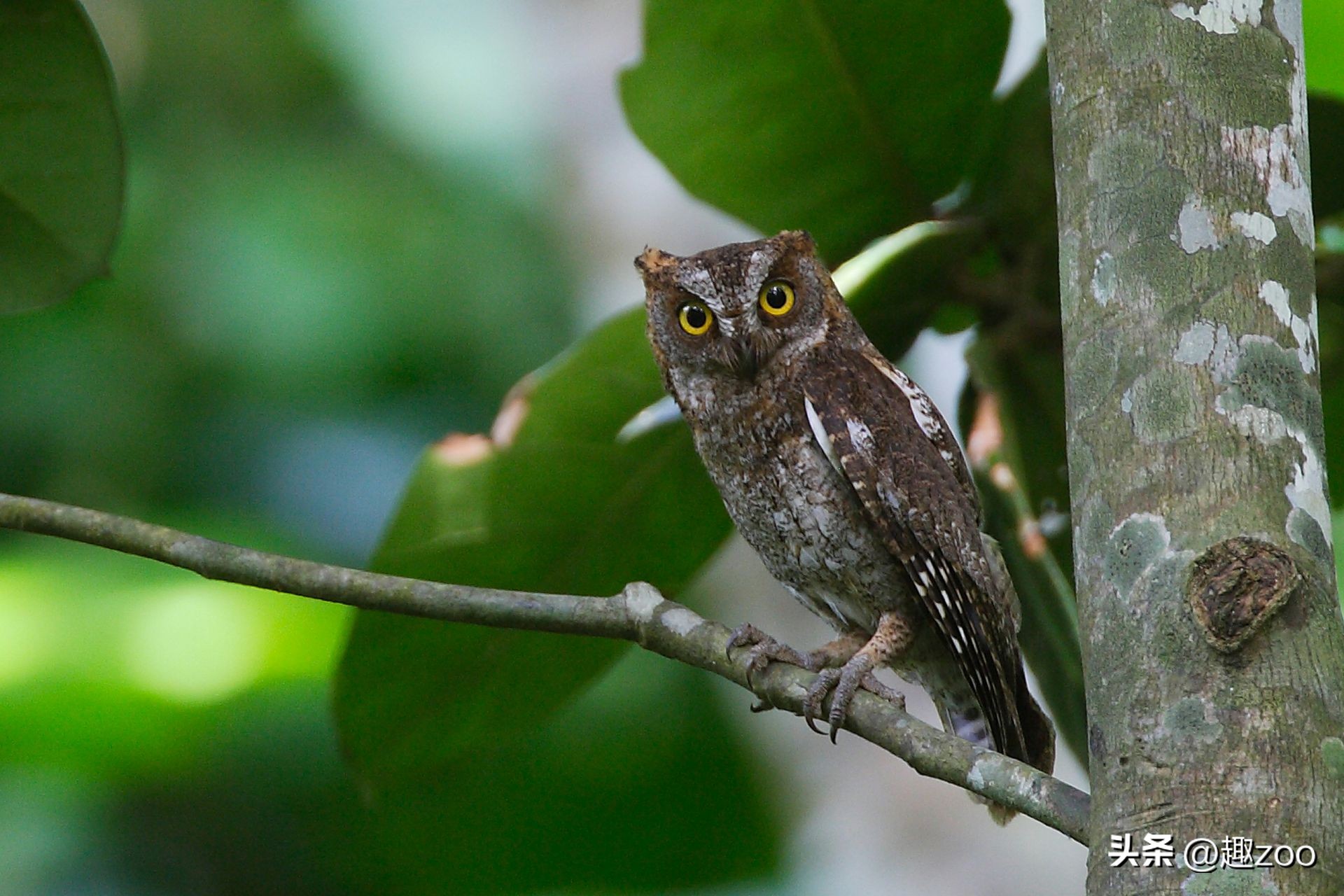 Top 10 Animals With Superb Vision In The World, Unique Vision Animals ...