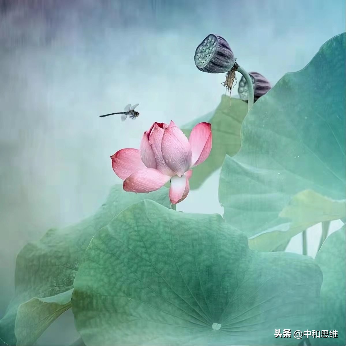 Mountains without trees, waters without fish - iNEWS