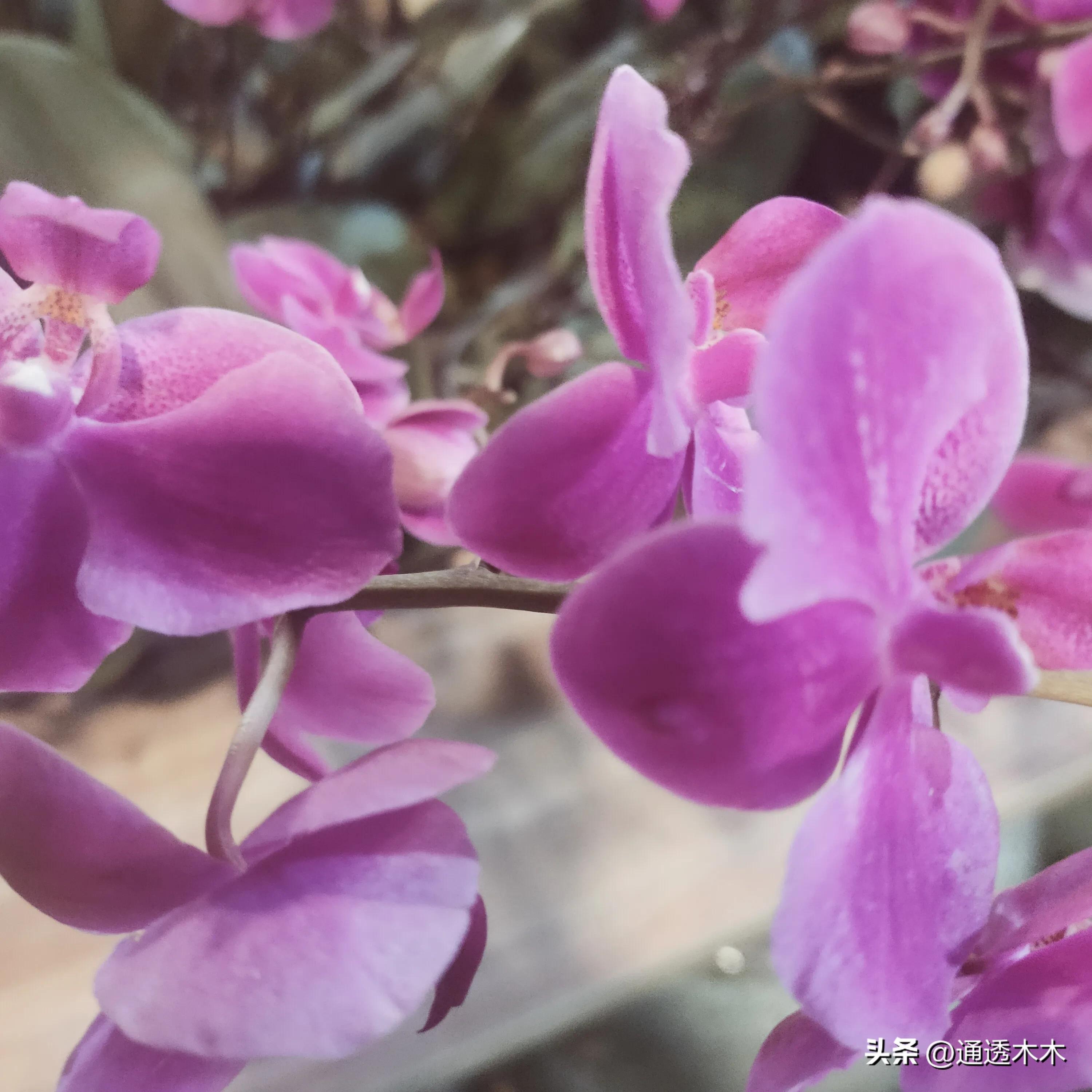 Parents should think carefully when enrolling their children in ...