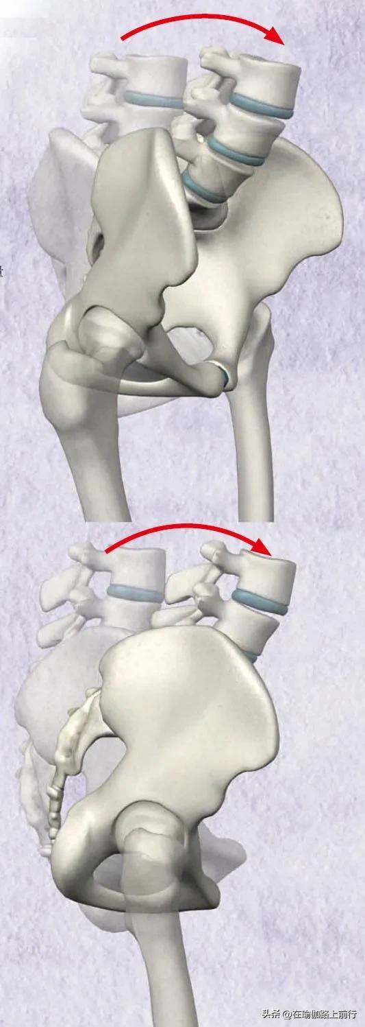 Basic movements of the pelvis - iNEWS