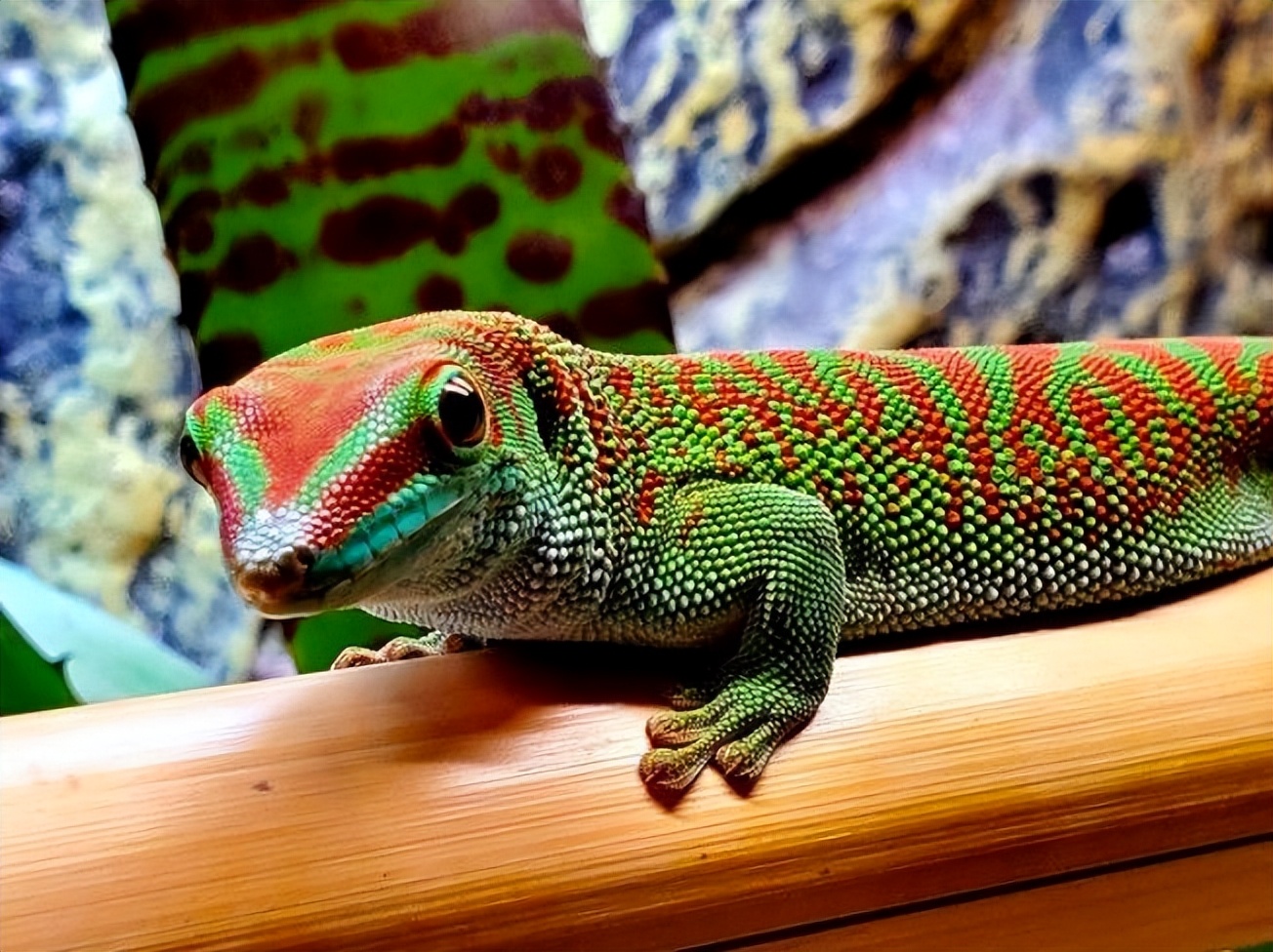 The Giant Japanese Gecko Lizard: A Breeding and Care Guide. What does ...