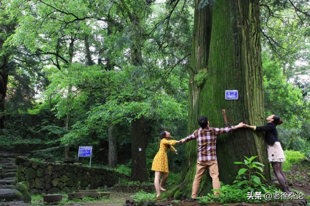 The beautiful ancient village of Pujiang hides a torreya tree that is ...